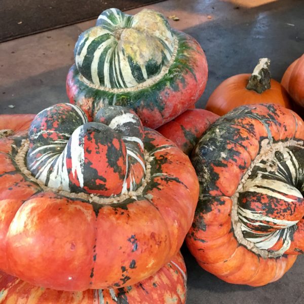 Pumpkin: The Curious History of an American Icon + Pumpkin Pie - The ...